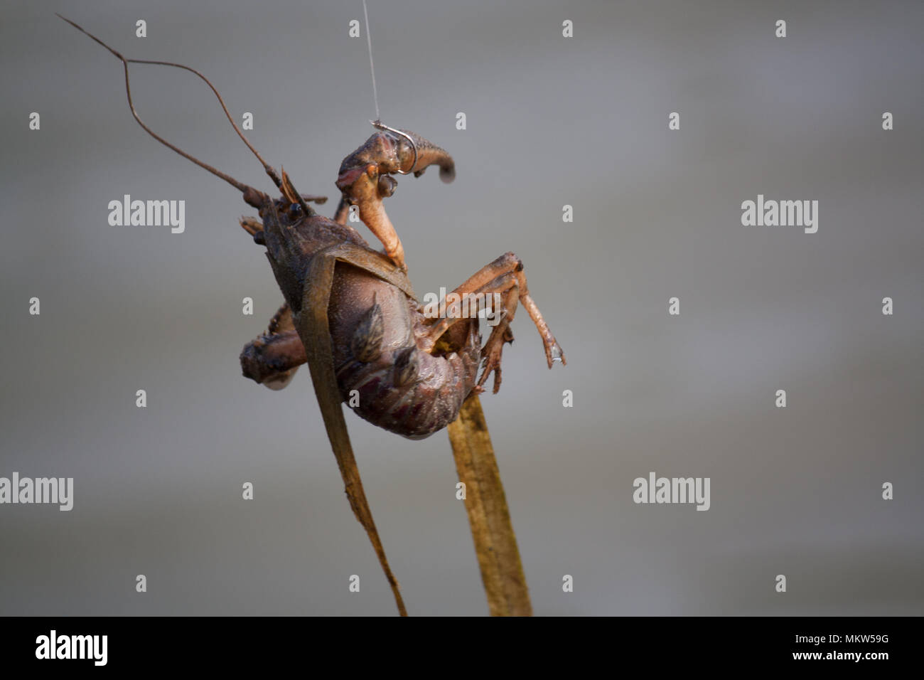Mosquito hook hi-res stock photography and images - Alamy