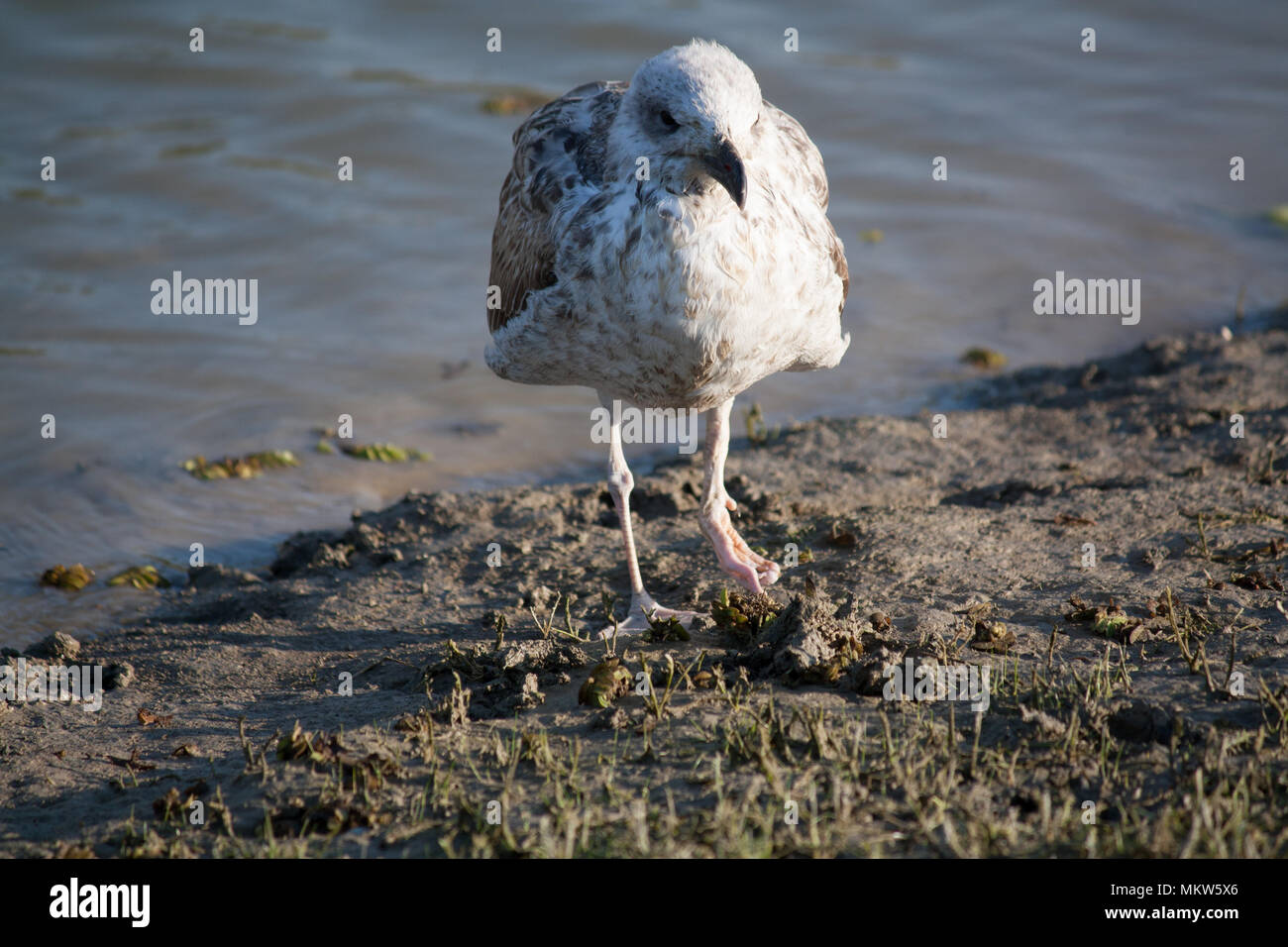 Broken wing feathers hi-res stock photography and images - Alamy