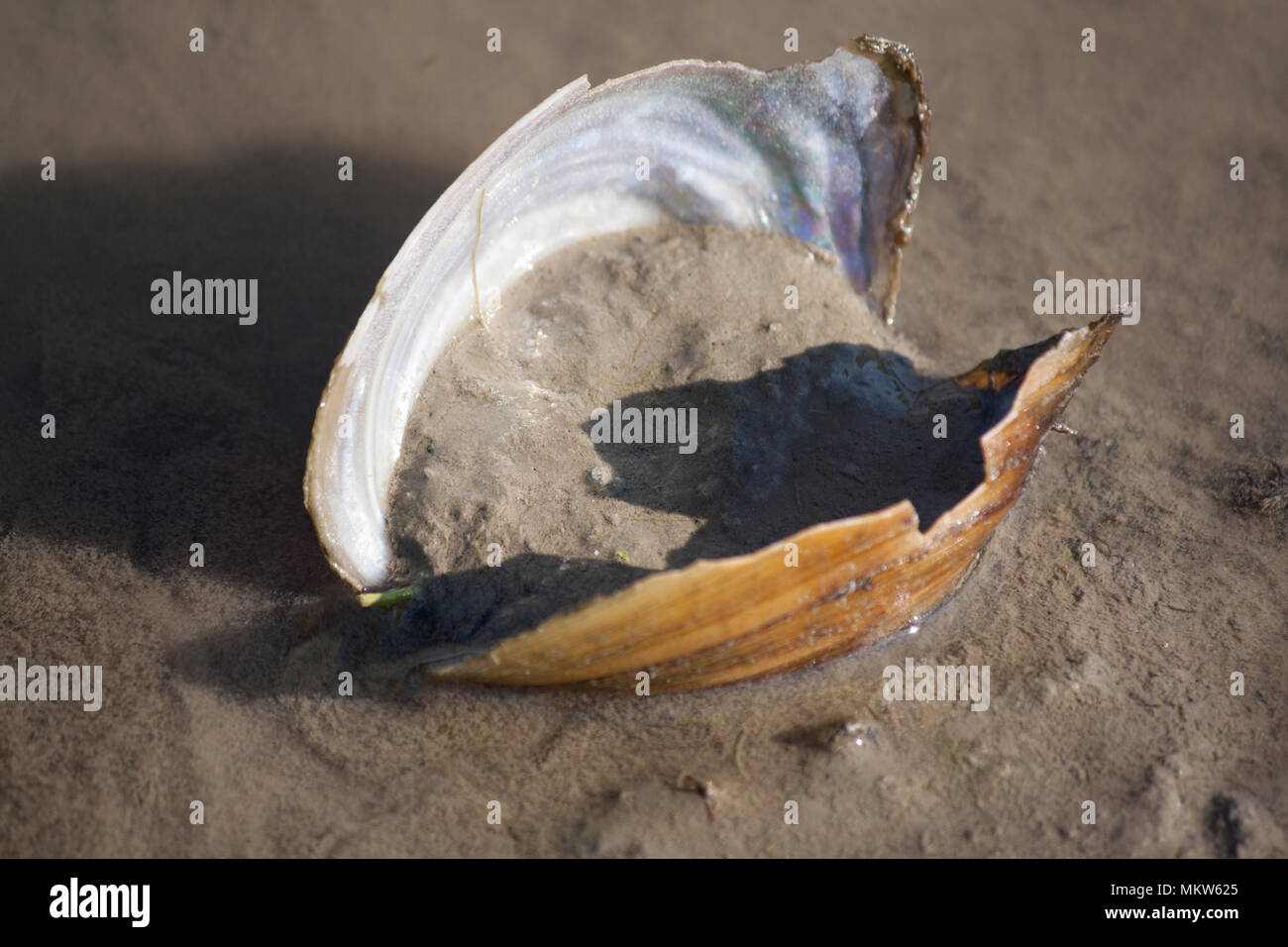 Shell on the river bank Stock Photo - Alamy