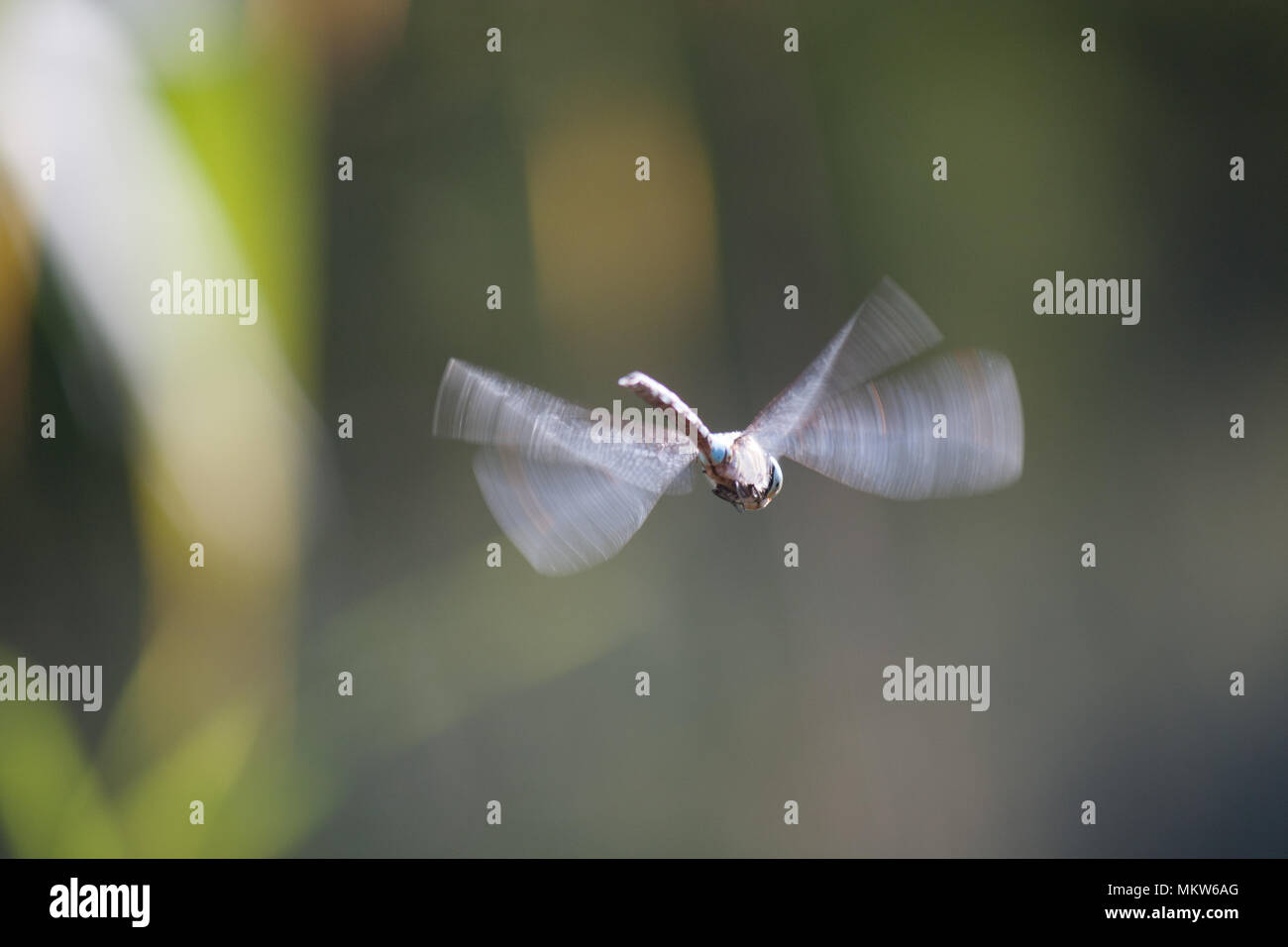 Dragonfly in flight Stock Photo - Alamy