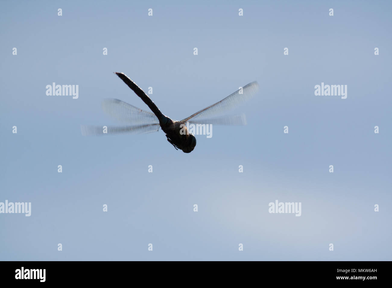 Dragonfly in flight Stock Photo - Alamy