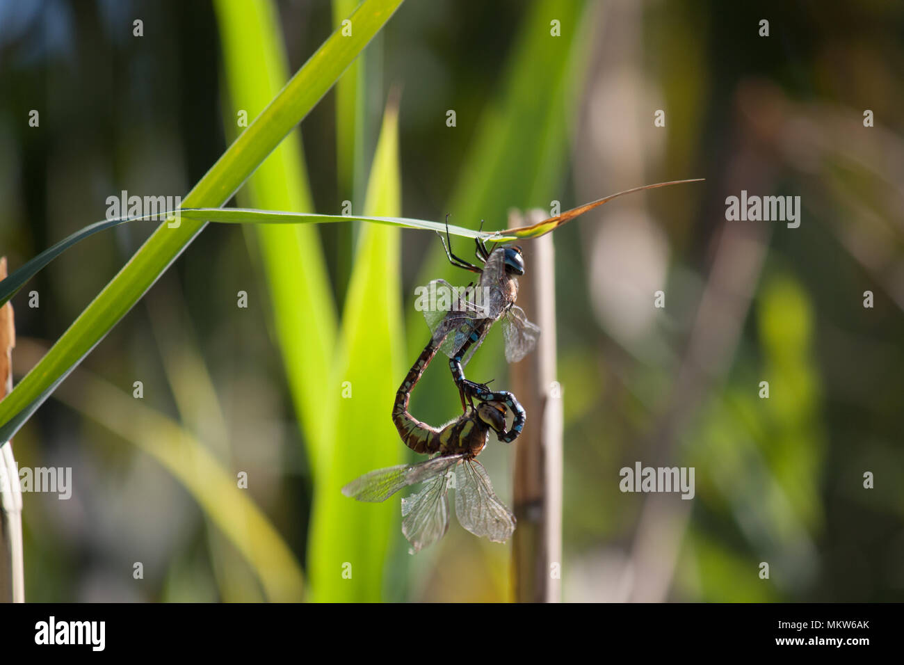 Two dragonflies mating Stock Photo - Alamy