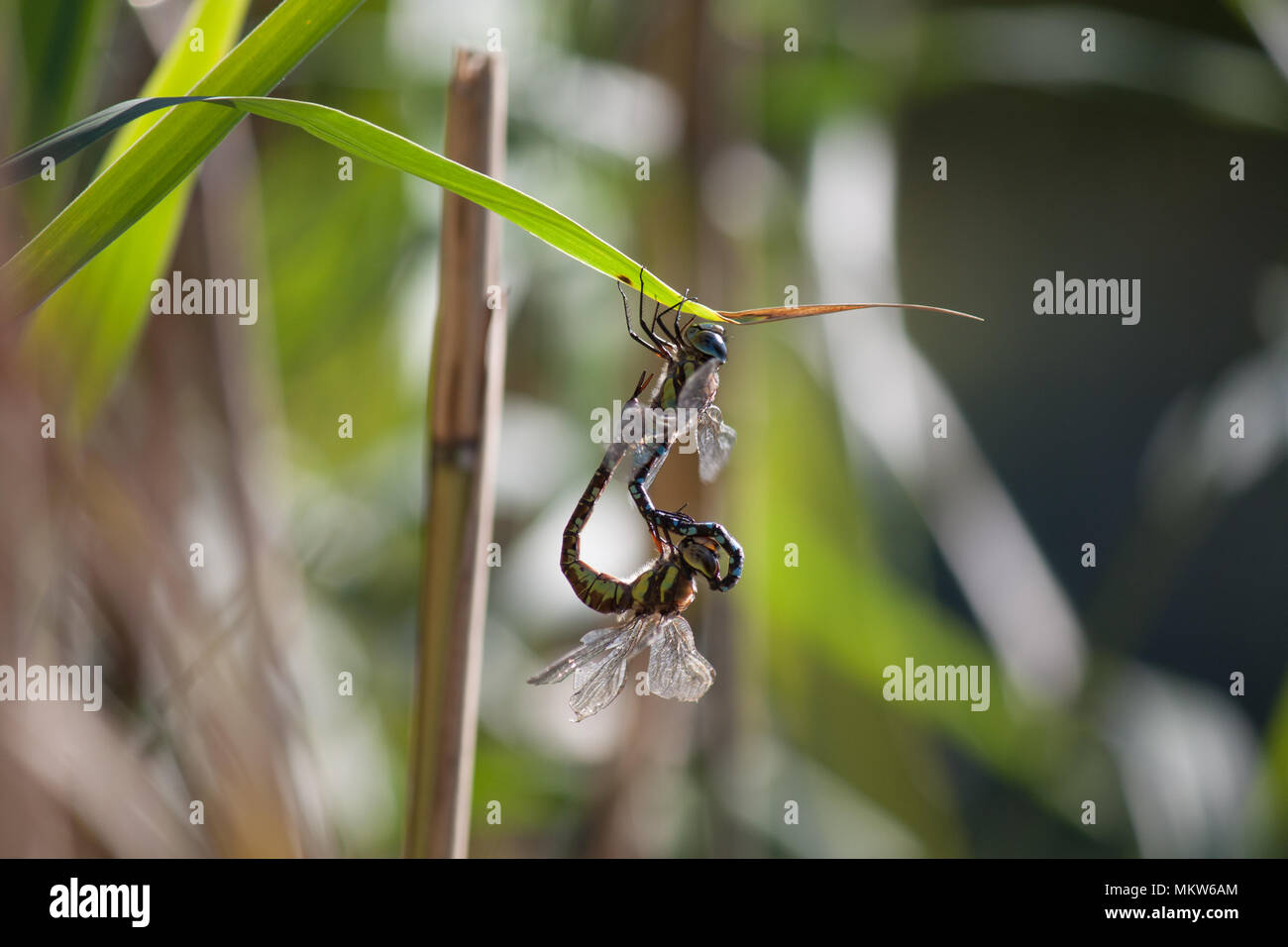 Two dragonflies mating Stock Photo - Alamy