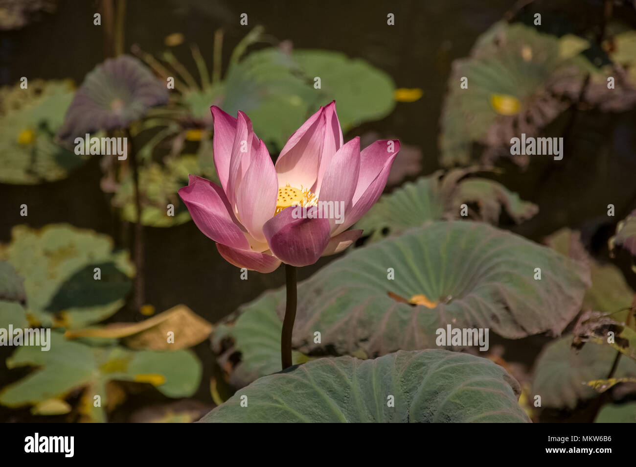 Lotus flowers partially open hi-res stock photography and images - Alamy