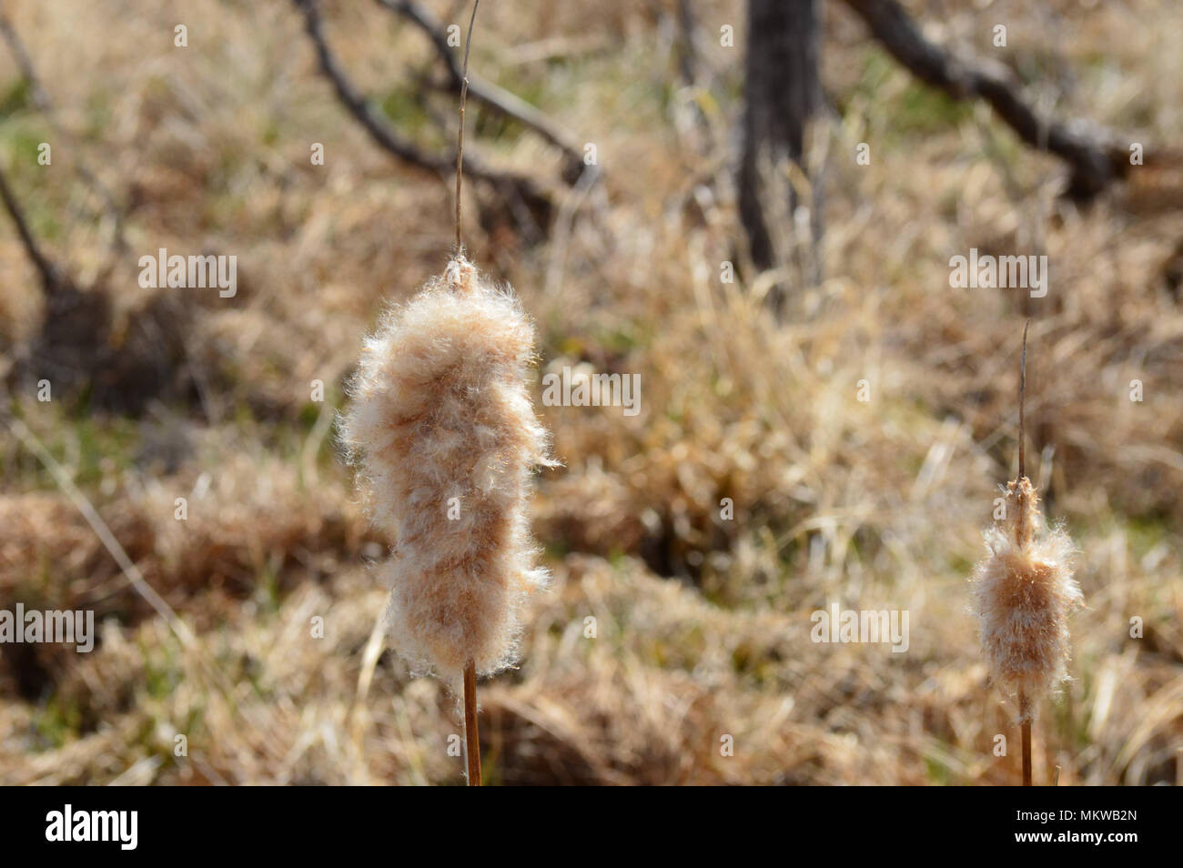 Cattails close up hi-res stock photography and images - Alamy
