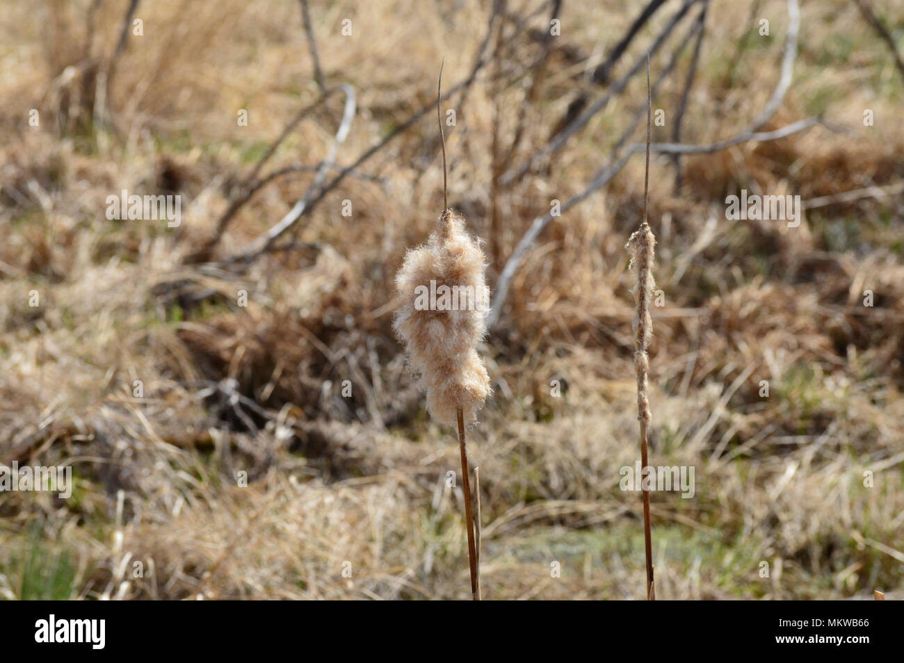 Cattails up close hi-res stock photography and images - Alamy