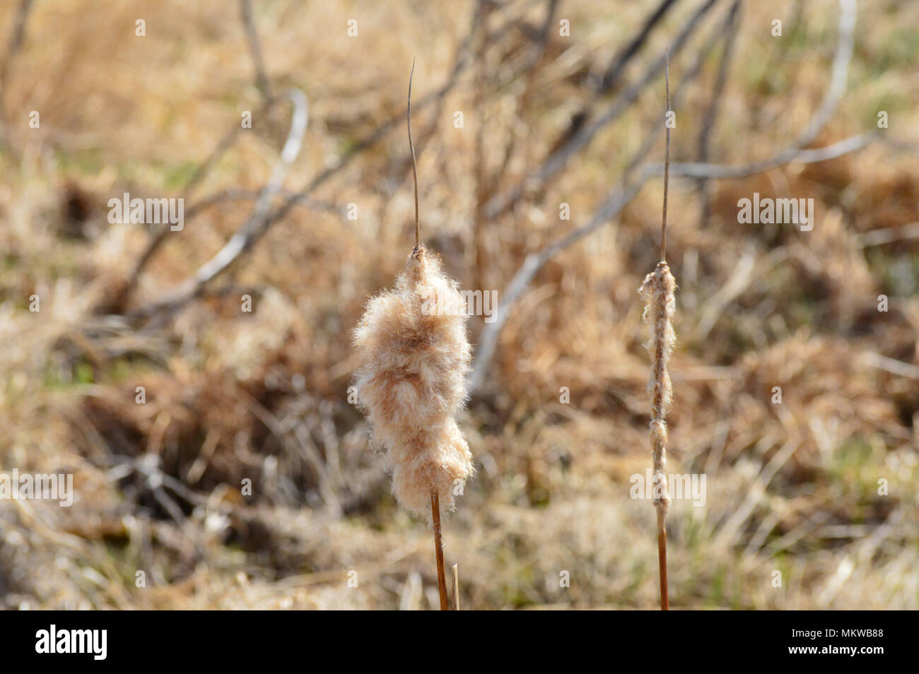 Cattail stem hi-res stock photography and images - Alamy