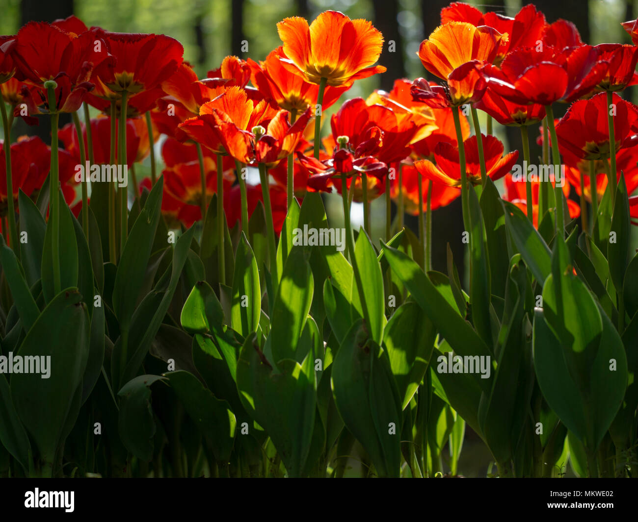 Shining tulips hi-res stock photography and images - Alamy