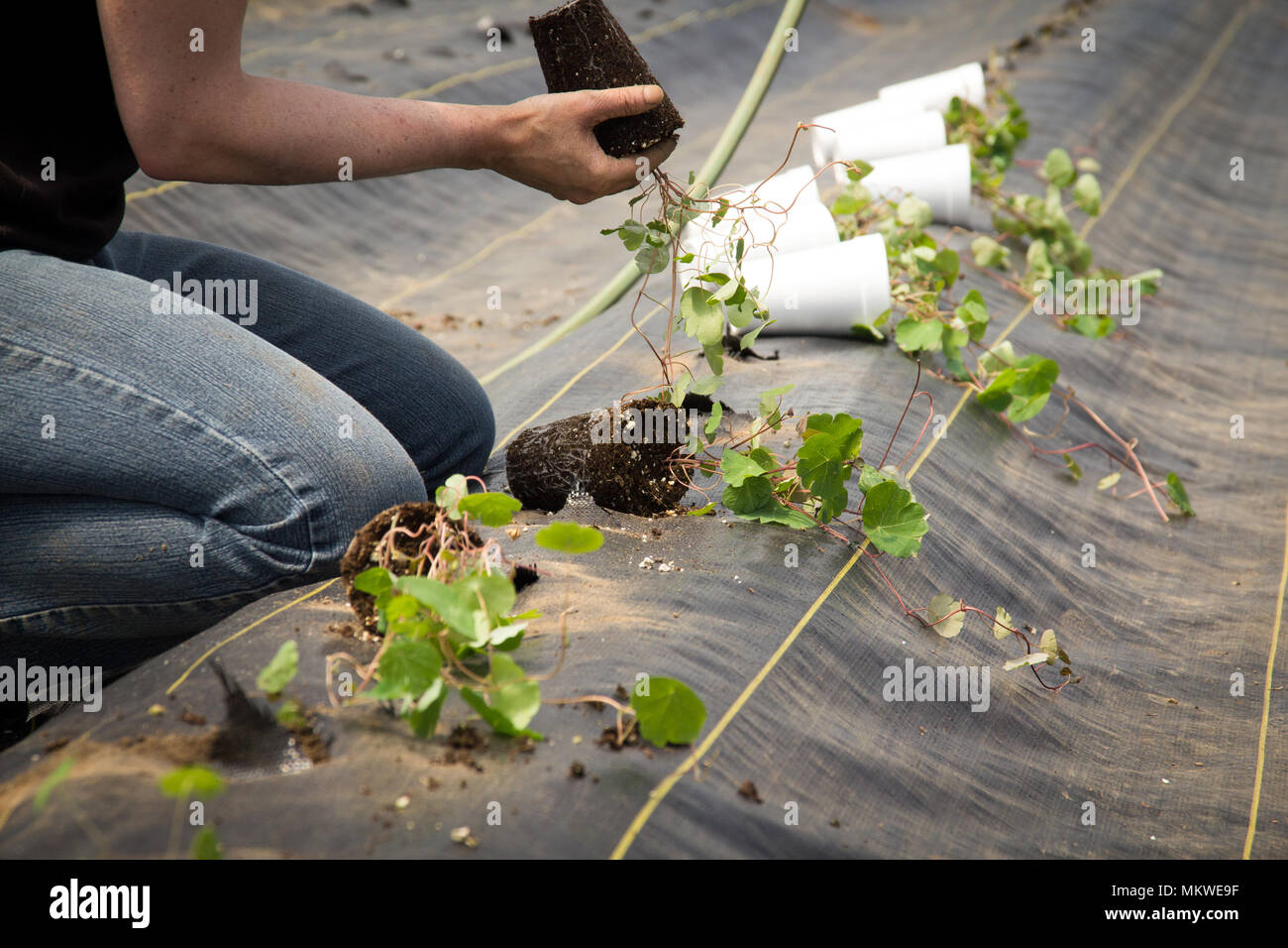 Farm worker preparing and transplanting organic new cubios plants using ...