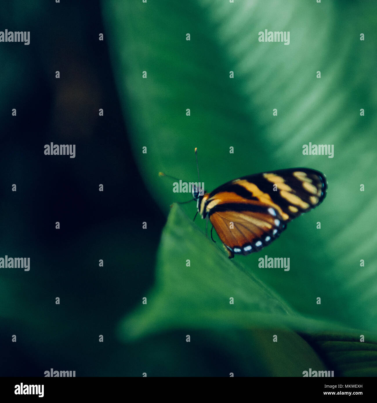 Butterfly Of Costa Rica Stock Photo - Alamy