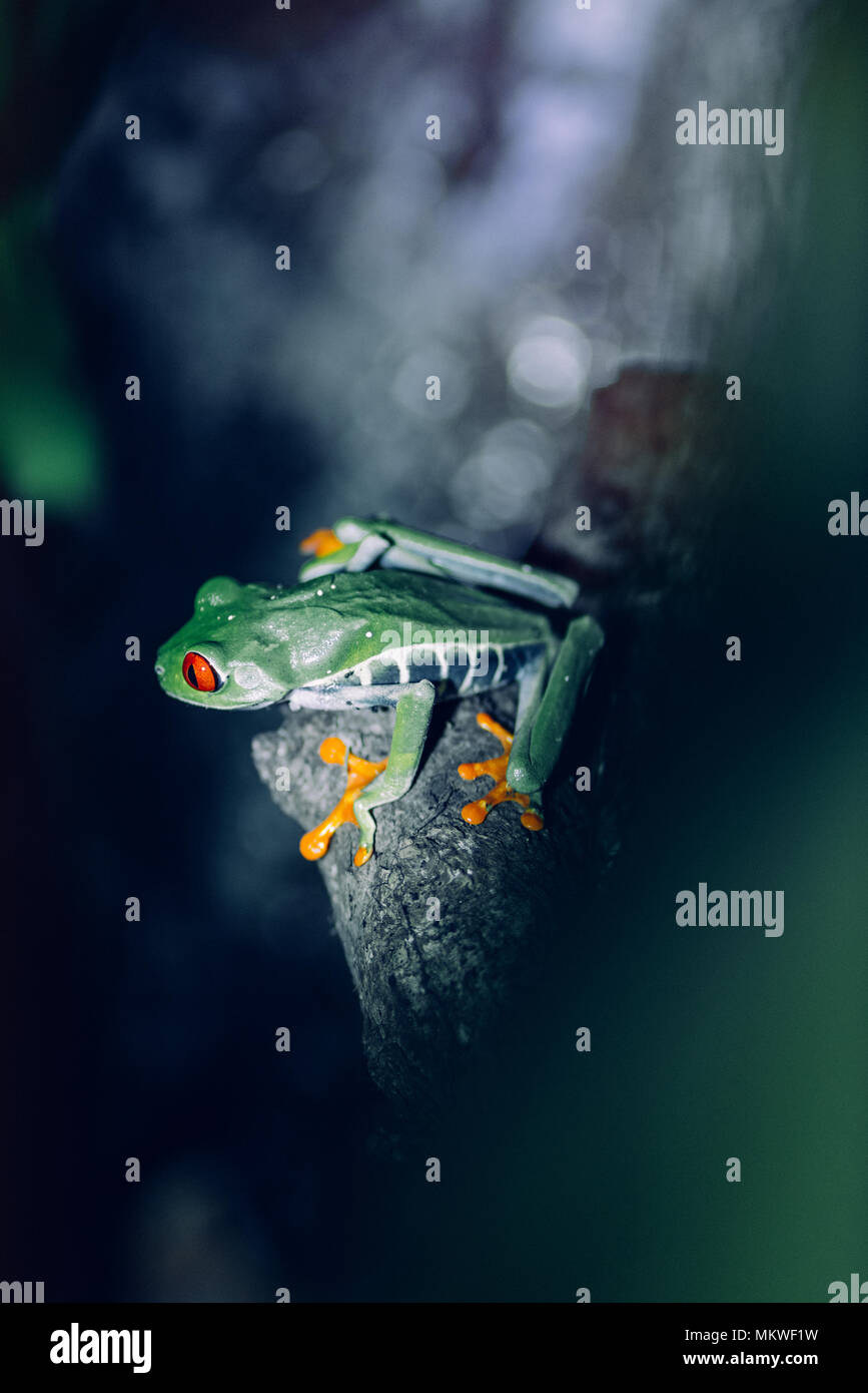 Red eye tree frog hi-res stock photography and images - Alamy
