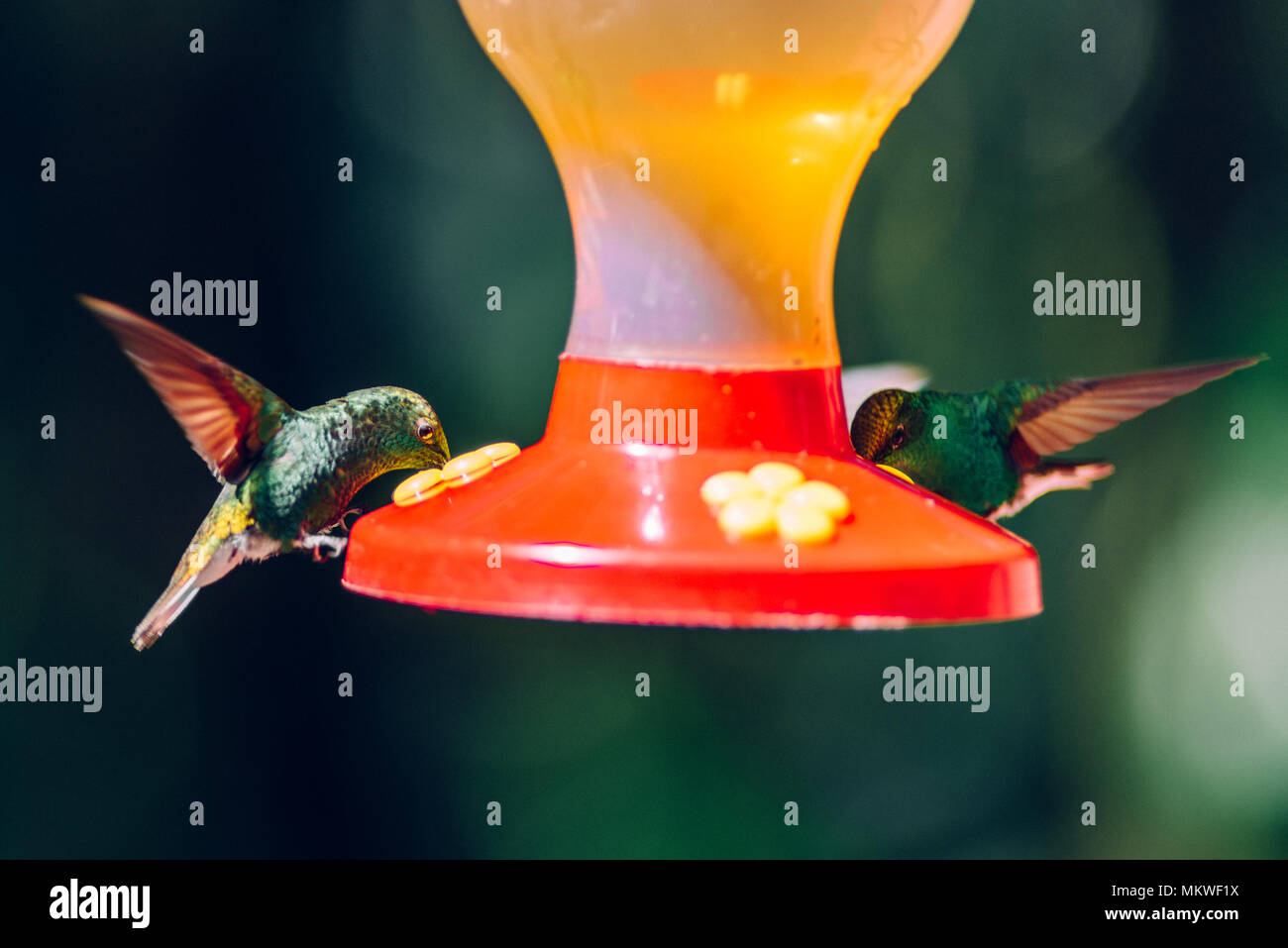 Green honey bird hi-res stock photography and images - Alamy