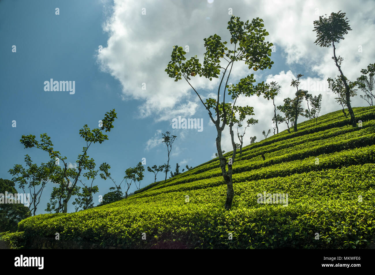 Steep terraces of healthy green tea plants cover a rounded slope. A mix ... Steep terraces of healthy green tea plants cover a rounded slope. A mix ...