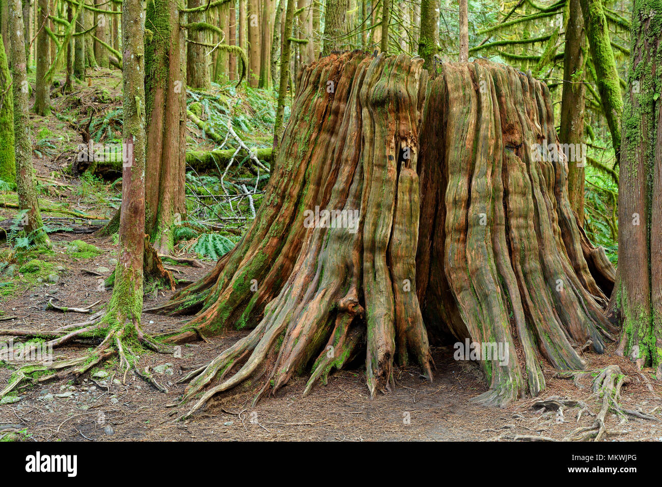Lush vegetation and giant tree trunk in the Golden Ears Provincial Park ...