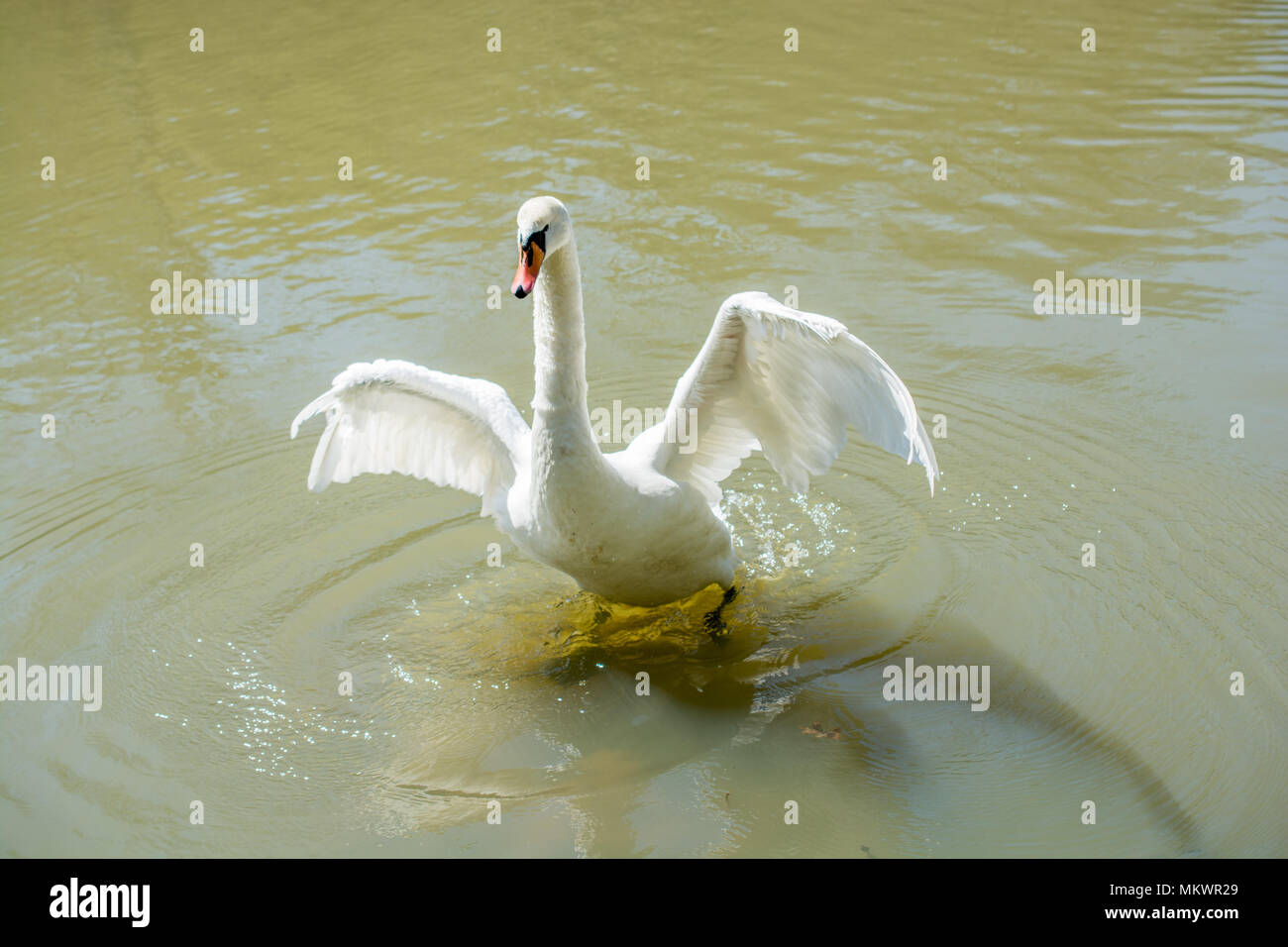 Single swans lives in the natural environment Stock Photo - Alamy