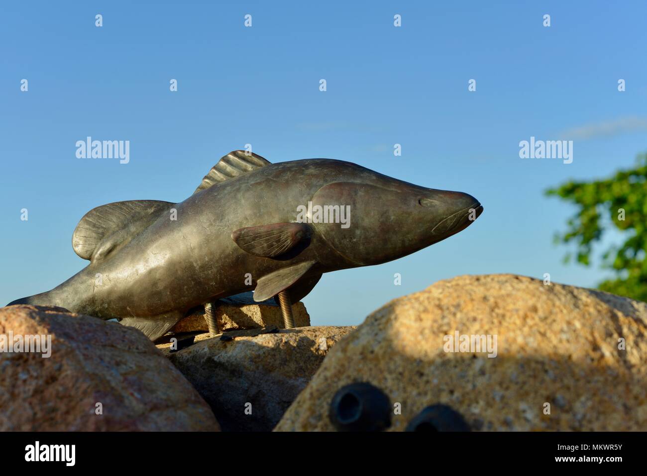Lates calcarifer hi-res stock photography and images - Alamy