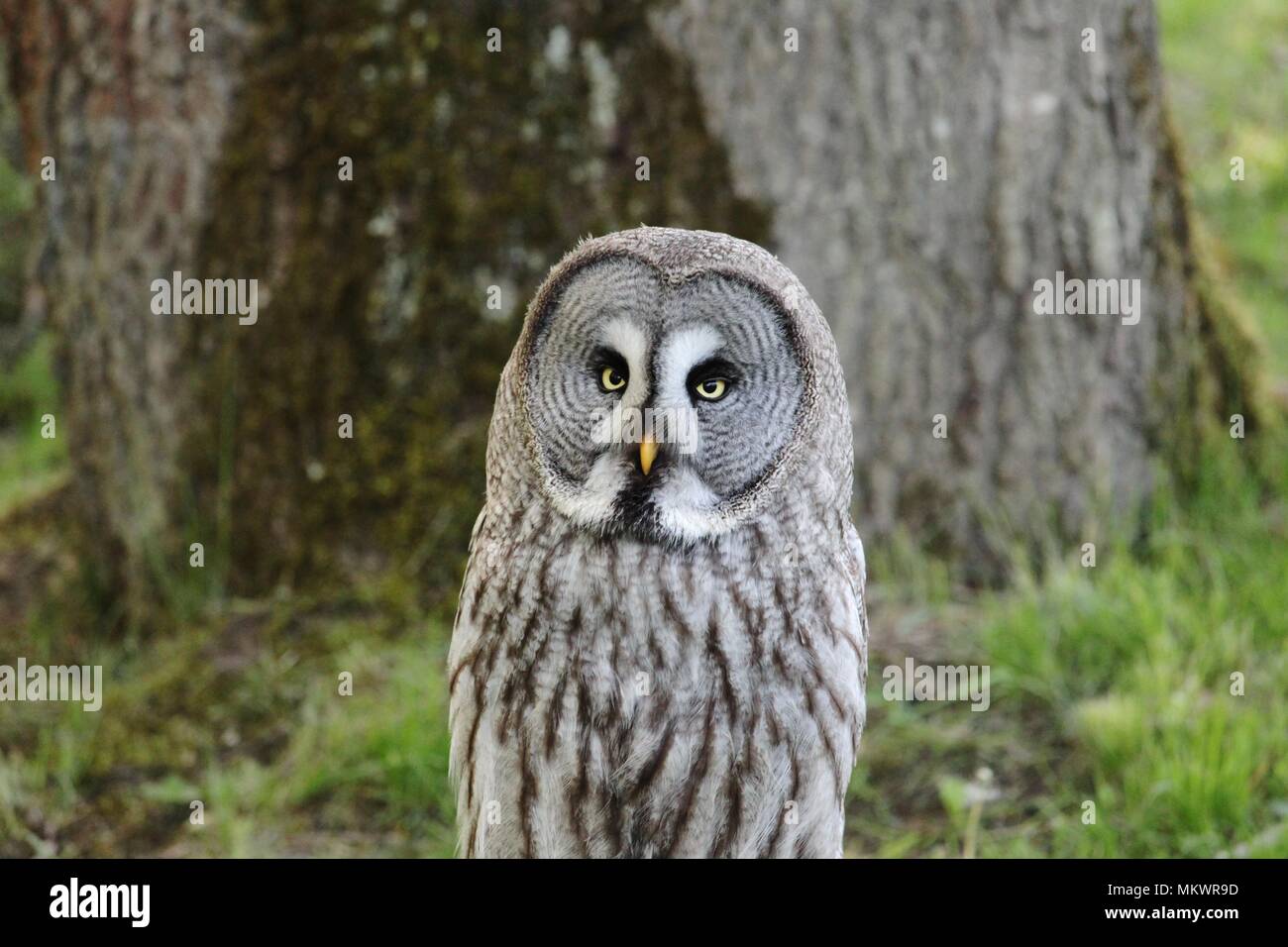 owl in zoo Stock Photo - Alamy