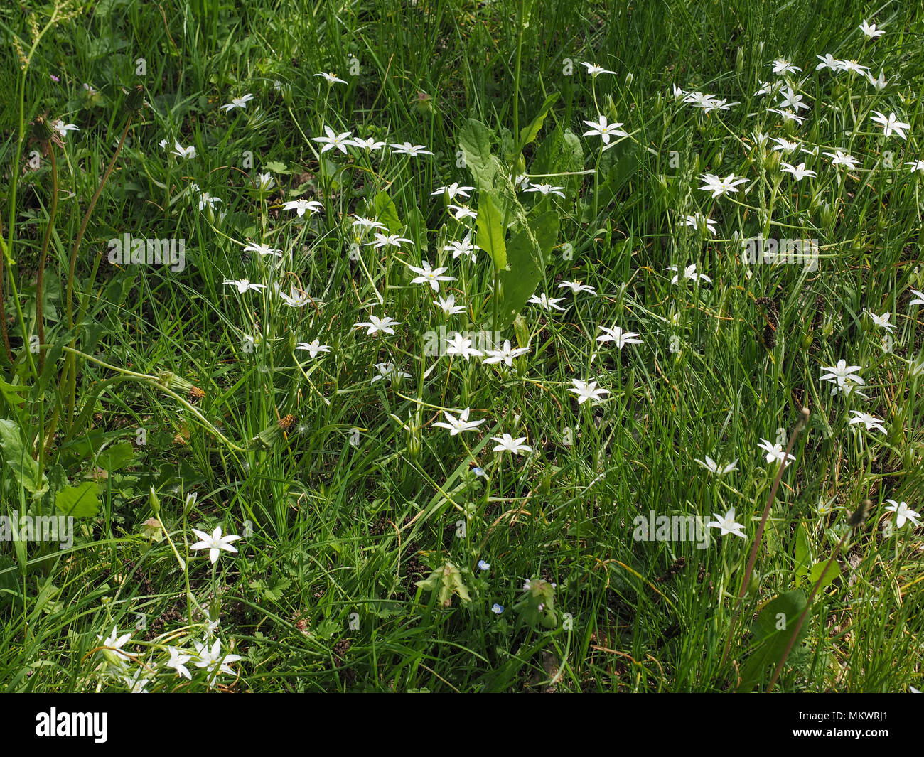 white ornithogalum Umbellatum aka Star of Bethlehem flower bloom Stock ...