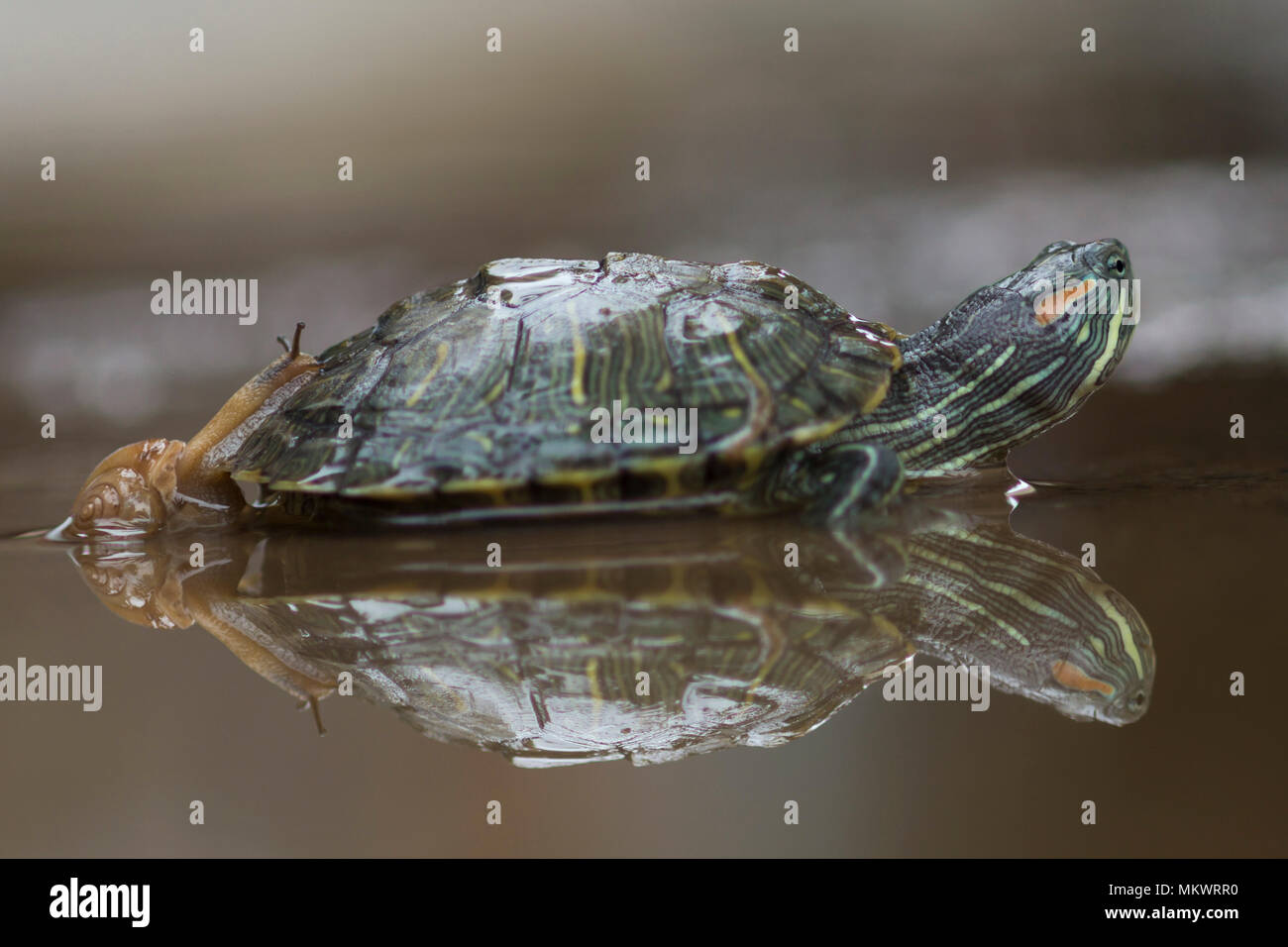 snails and turtles on the water Stock Photo - Alamy