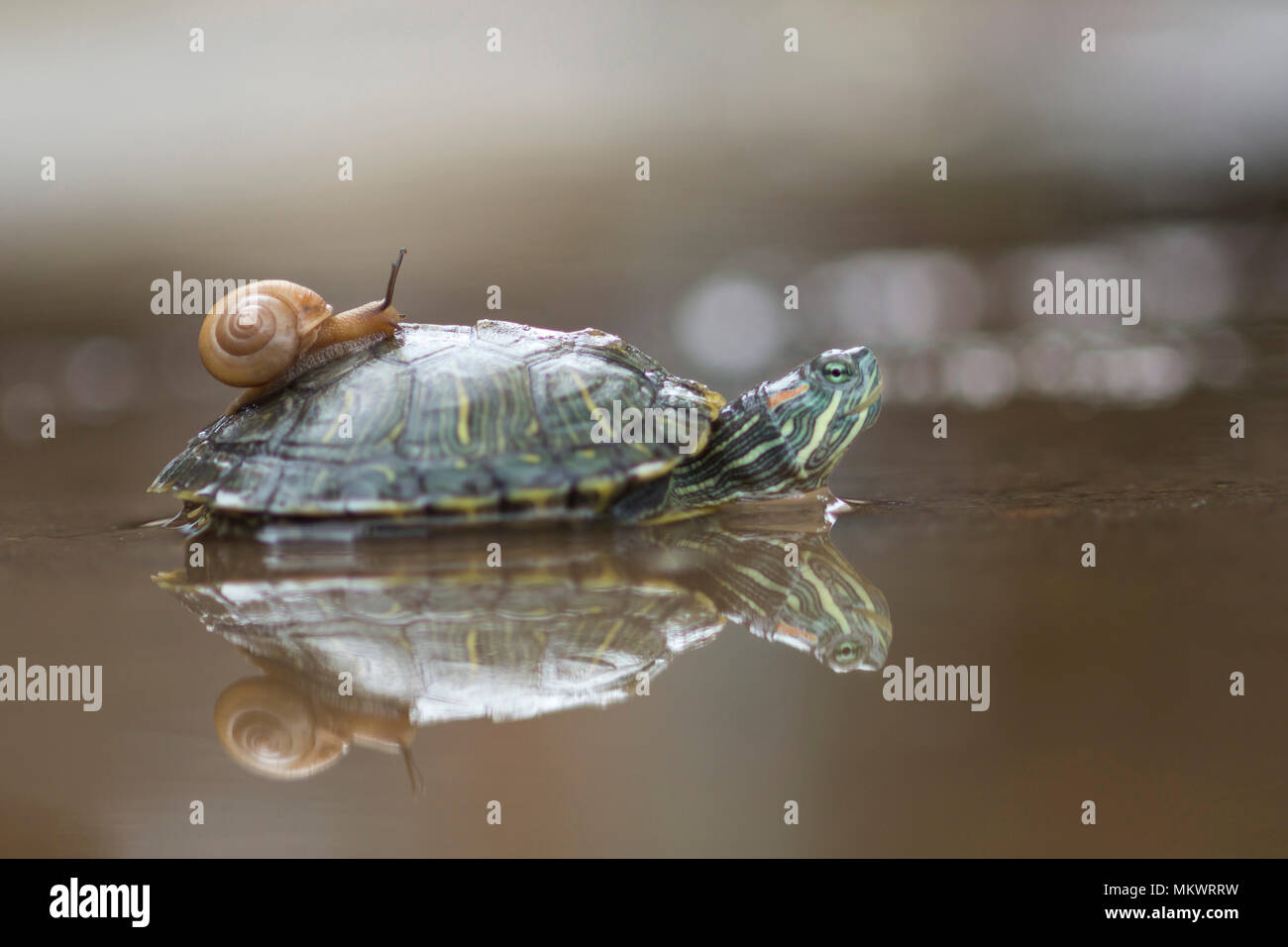 snails and turtles on the water Stock Photo - Alamy