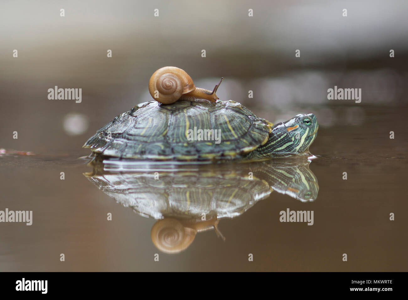 snails and turtles on the water Stock Photo - Alamy