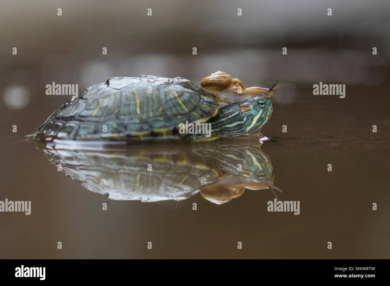 snails and turtles on the water Stock Photo - Alamy