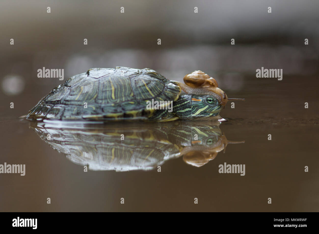 snails and turtles on the water Stock Photo - Alamy