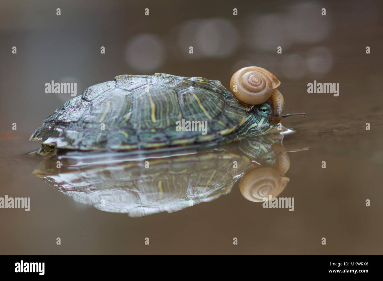 Frog snail turtle hi-res stock photography and images - Alamy