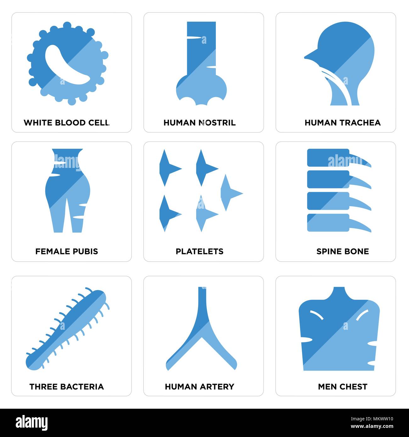 Set Of 9 simple editable icons such as Men Chest, Human Artery, Three ...