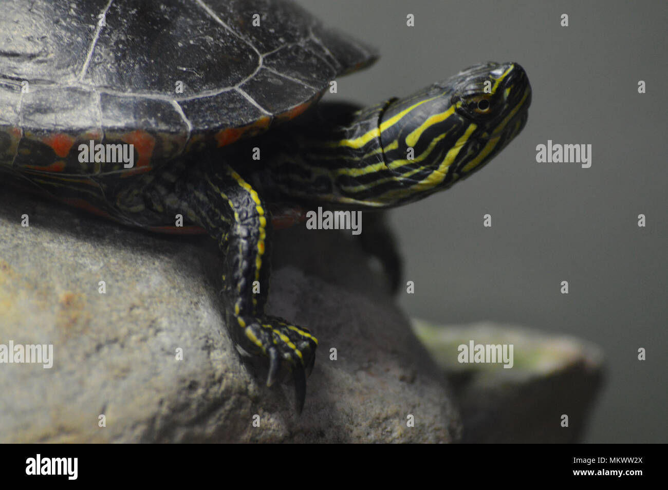 Yellow and black turtle hi-res stock photography and images - Alamy