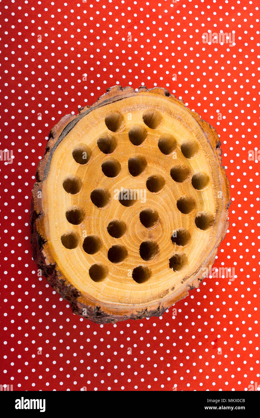 small piece of cut wood log used for wood texture background Stock ...