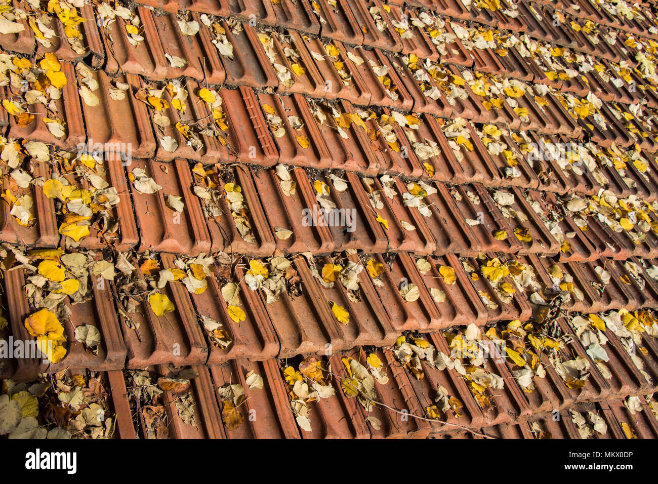 Texture background of autumn season with leaves Stock Photo - Alamy