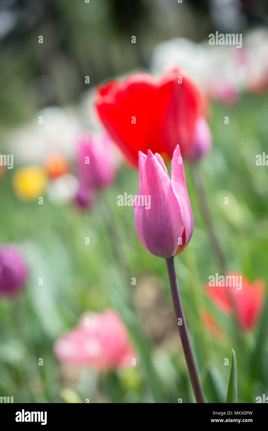 Outstanding colorful tulip flower bloom in the spring garden Stock ...