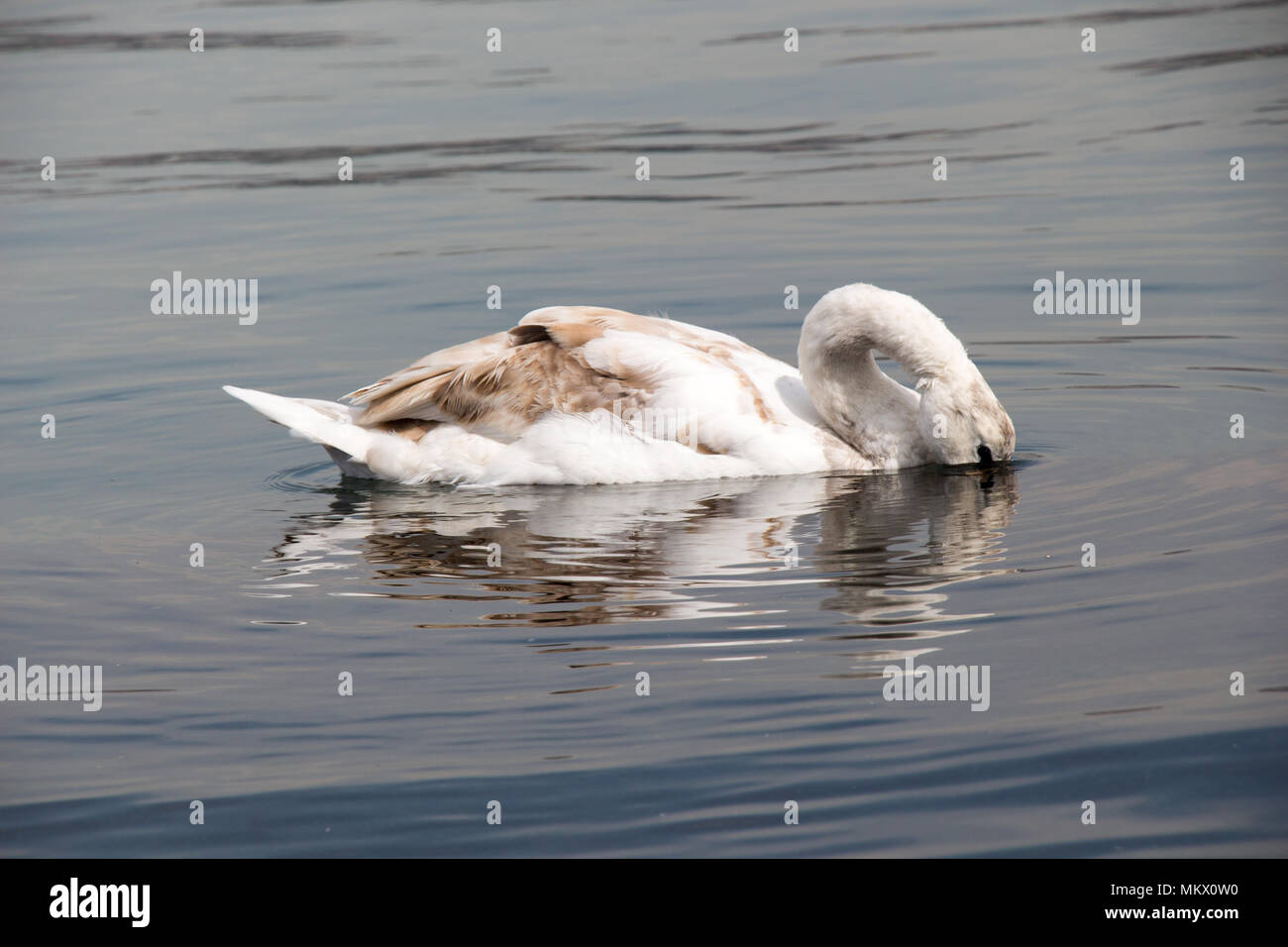Single swans lives in the natural environment Stock Photo - Alamy