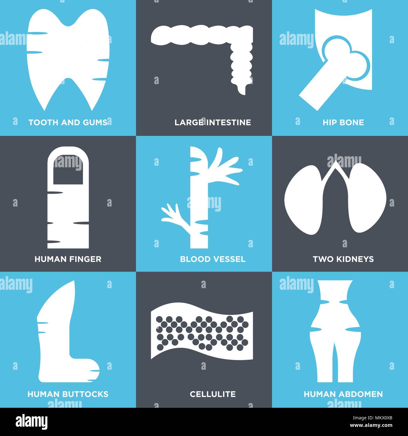 Set Of 9 simple editable icons such as Human Abdomen, Cellulite ...