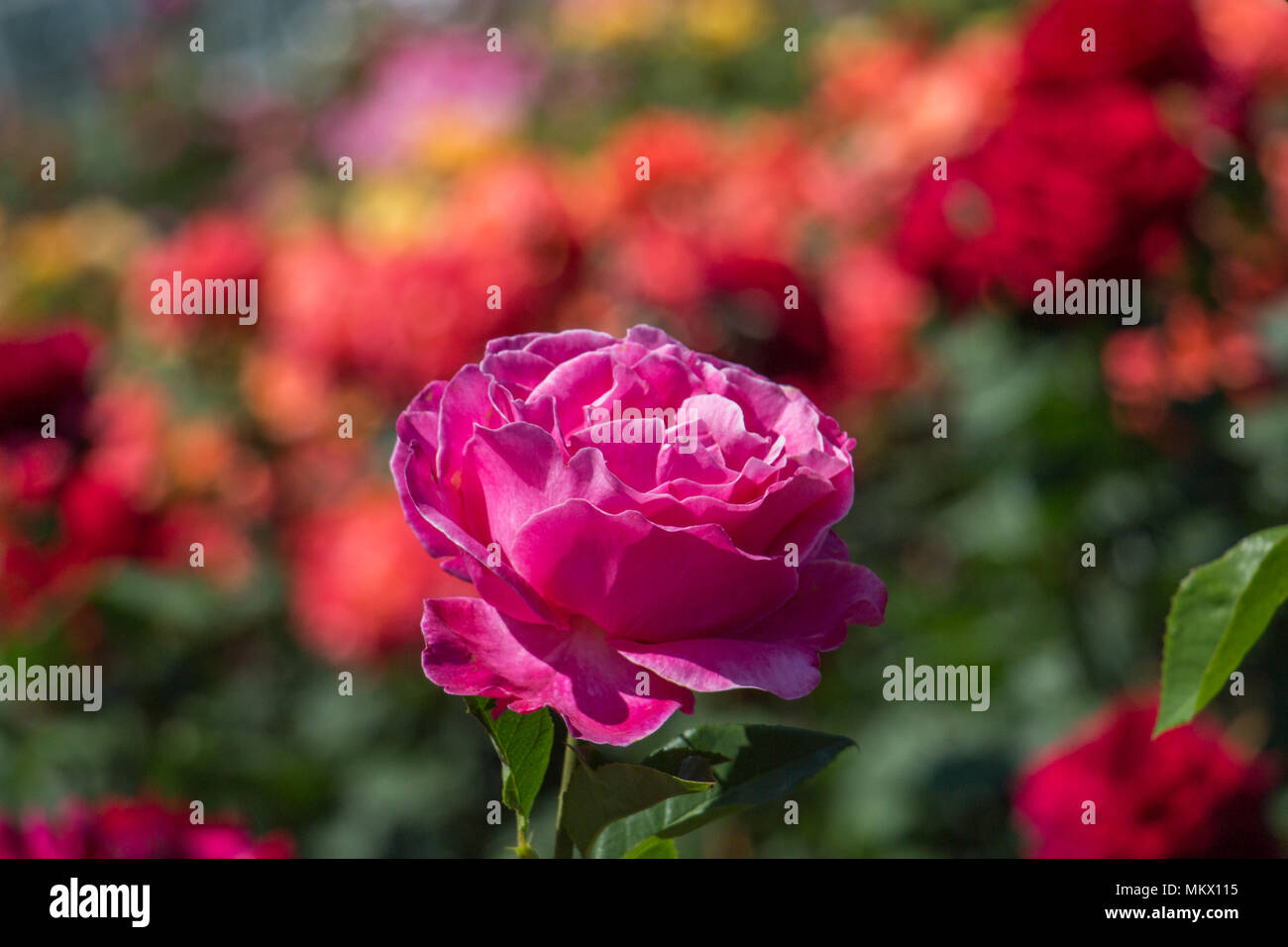 Rose garden full of beautiful fresh roses Stock Photo - Alamy