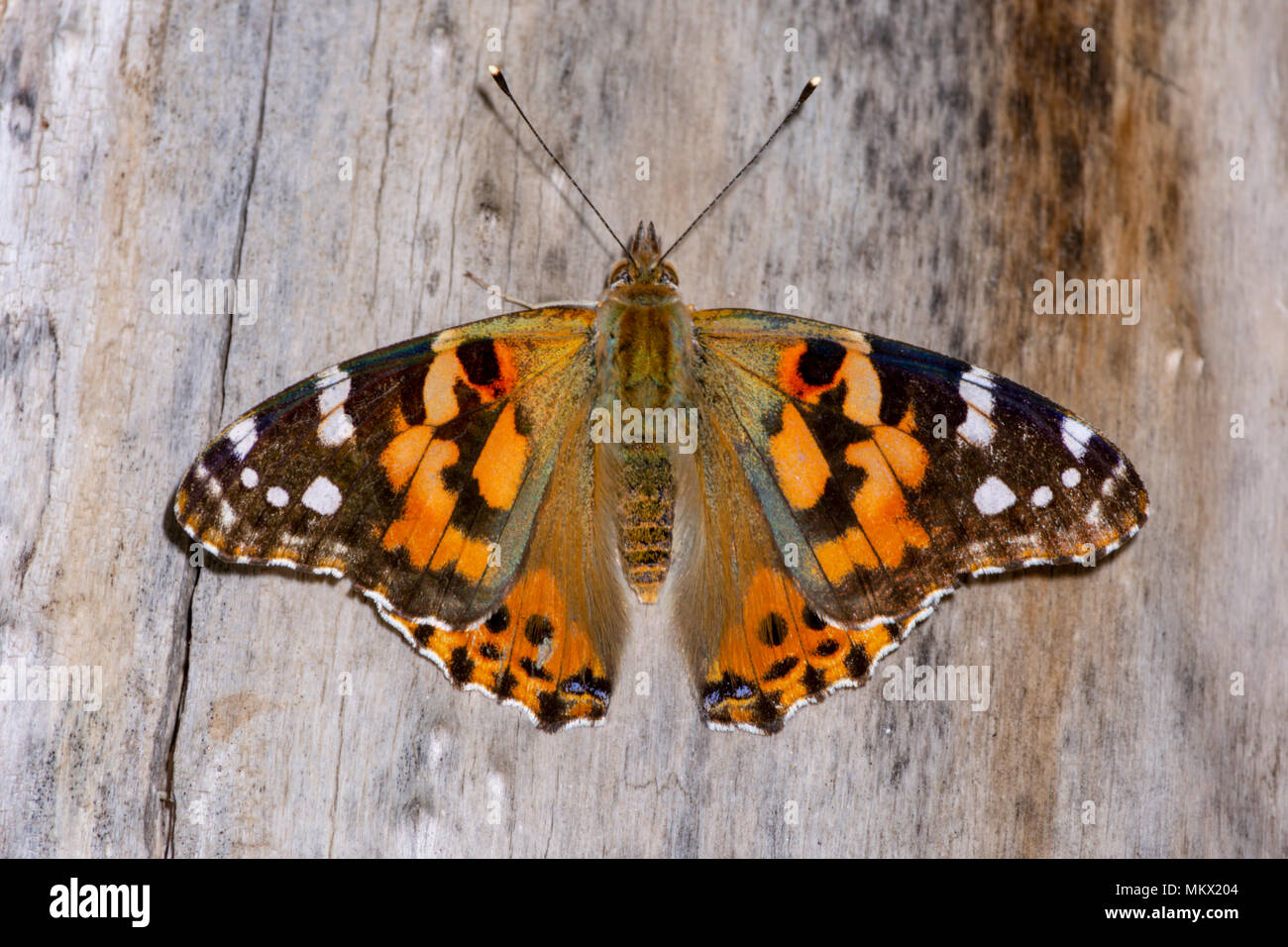 Colorado butterfly hi-res stock photography and images - Alamy