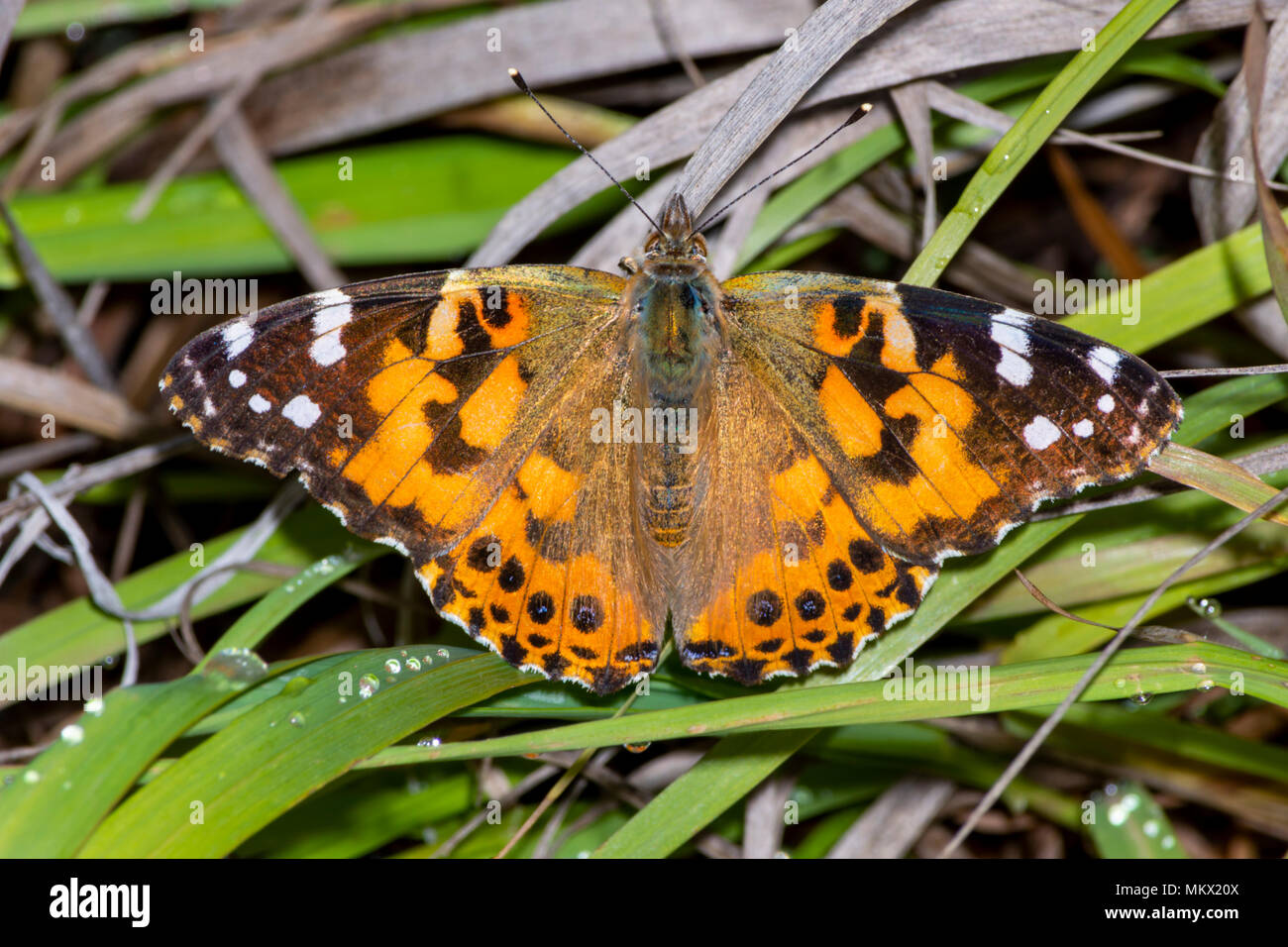 Colorado butterfly hi-res stock photography and images - Alamy