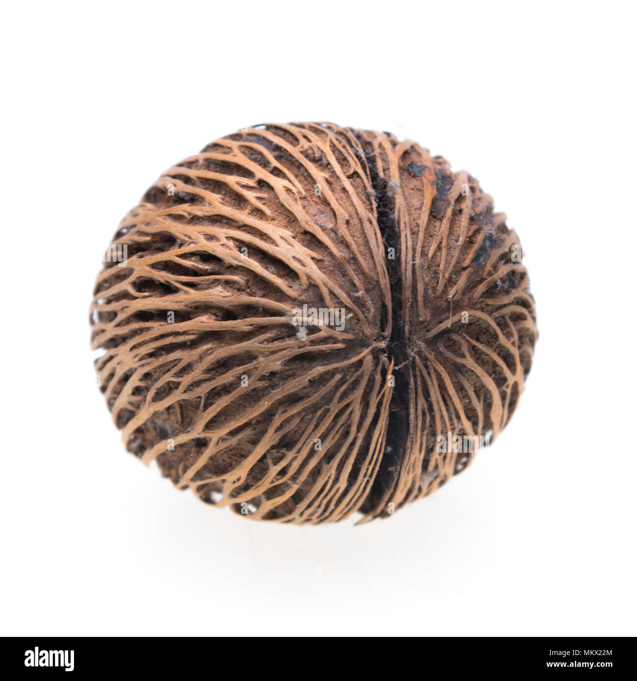 Seed of Suicide tree ( Cerbera Odollam ) on white background Stock ...