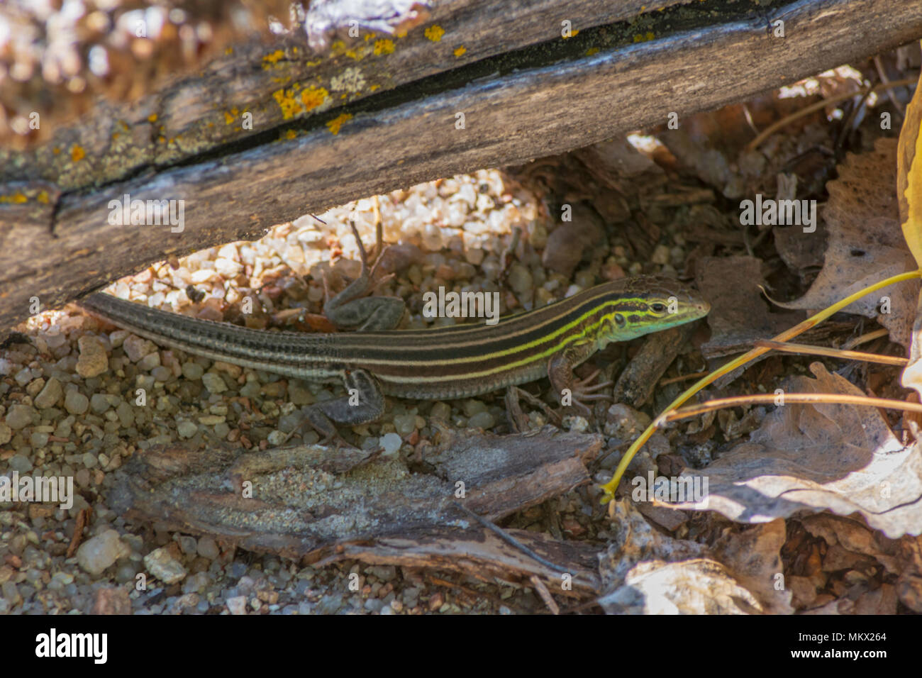 Aspidoscelis hi-res stock photography and images - Alamy