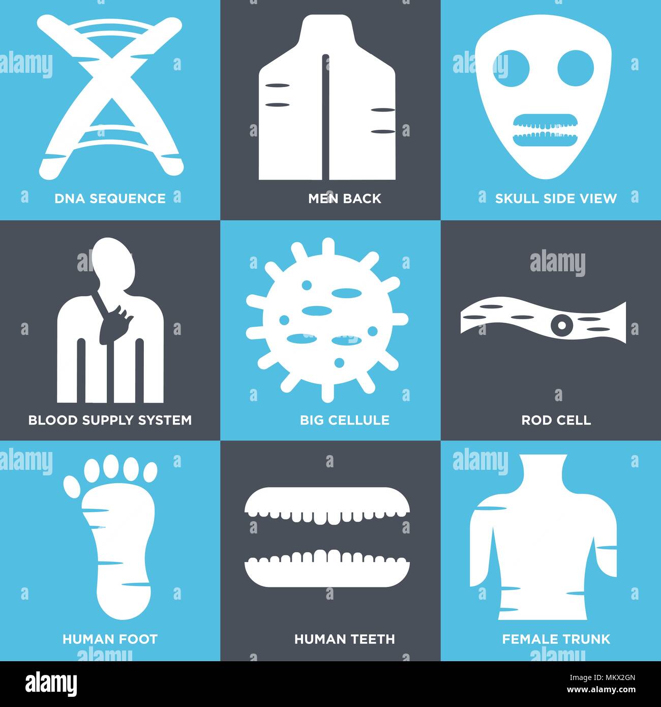 Set Of 9 simple editable icons such as Female Trunk, Human Teeth, Foot ...