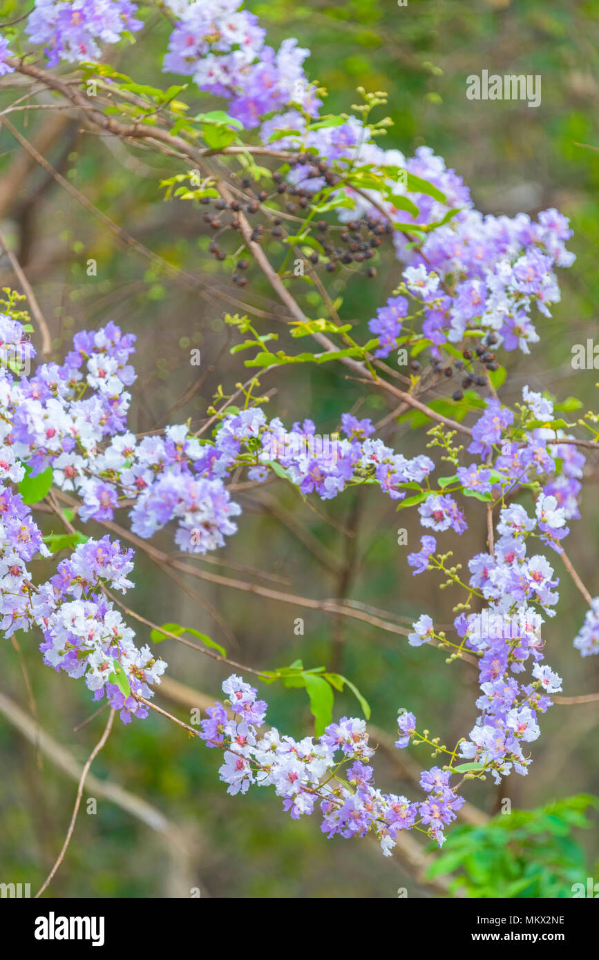 colorful flower on tropical tree in Thailand, natural scene in Asia ...