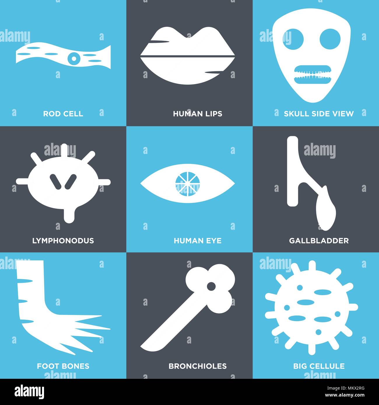 Set Of 9 simple editable icons such as Big Cellule, Bronchioles, Foot ...