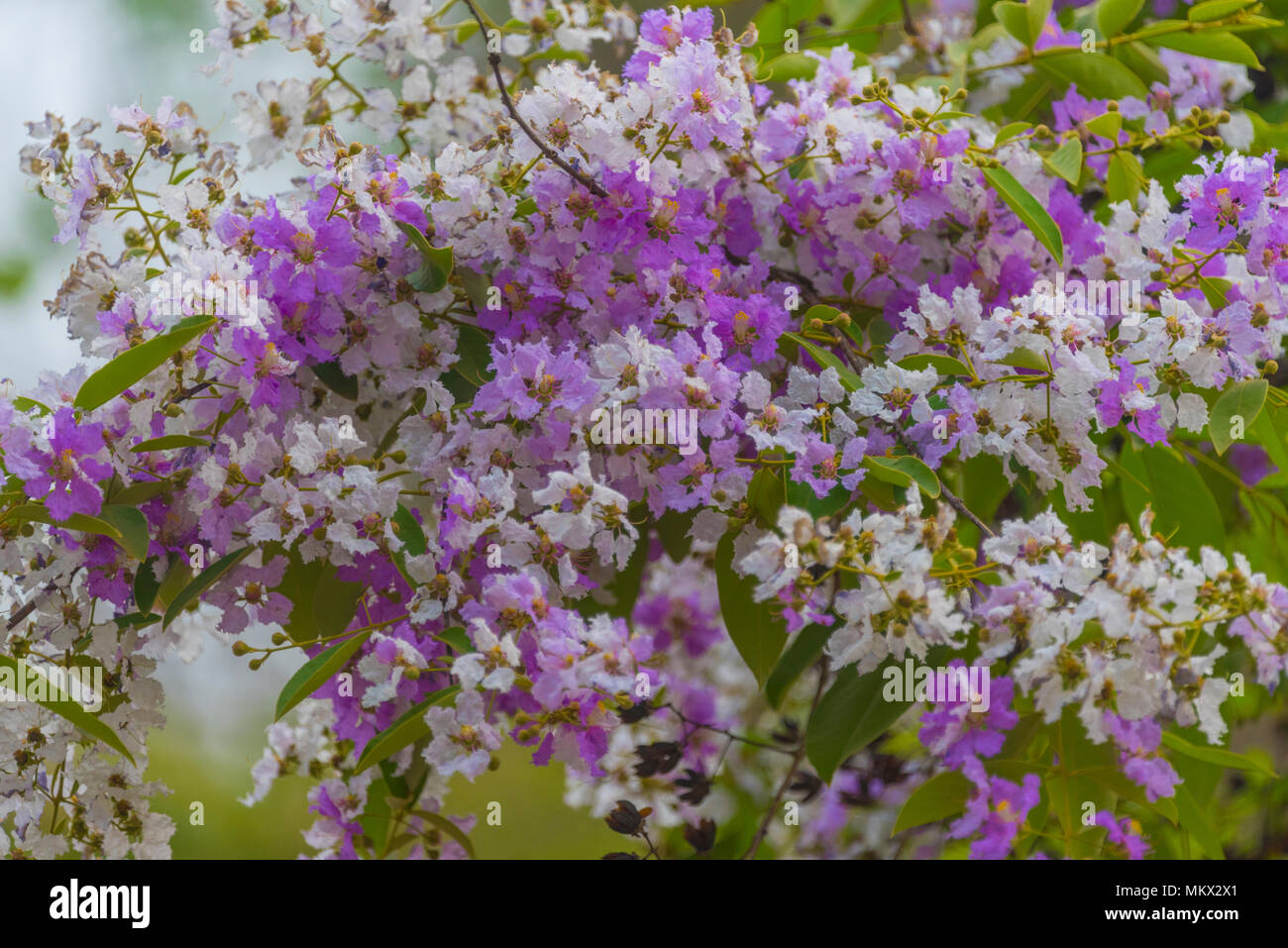 colorful flower on tropical tree in Thailand, natural scene in Asia ...