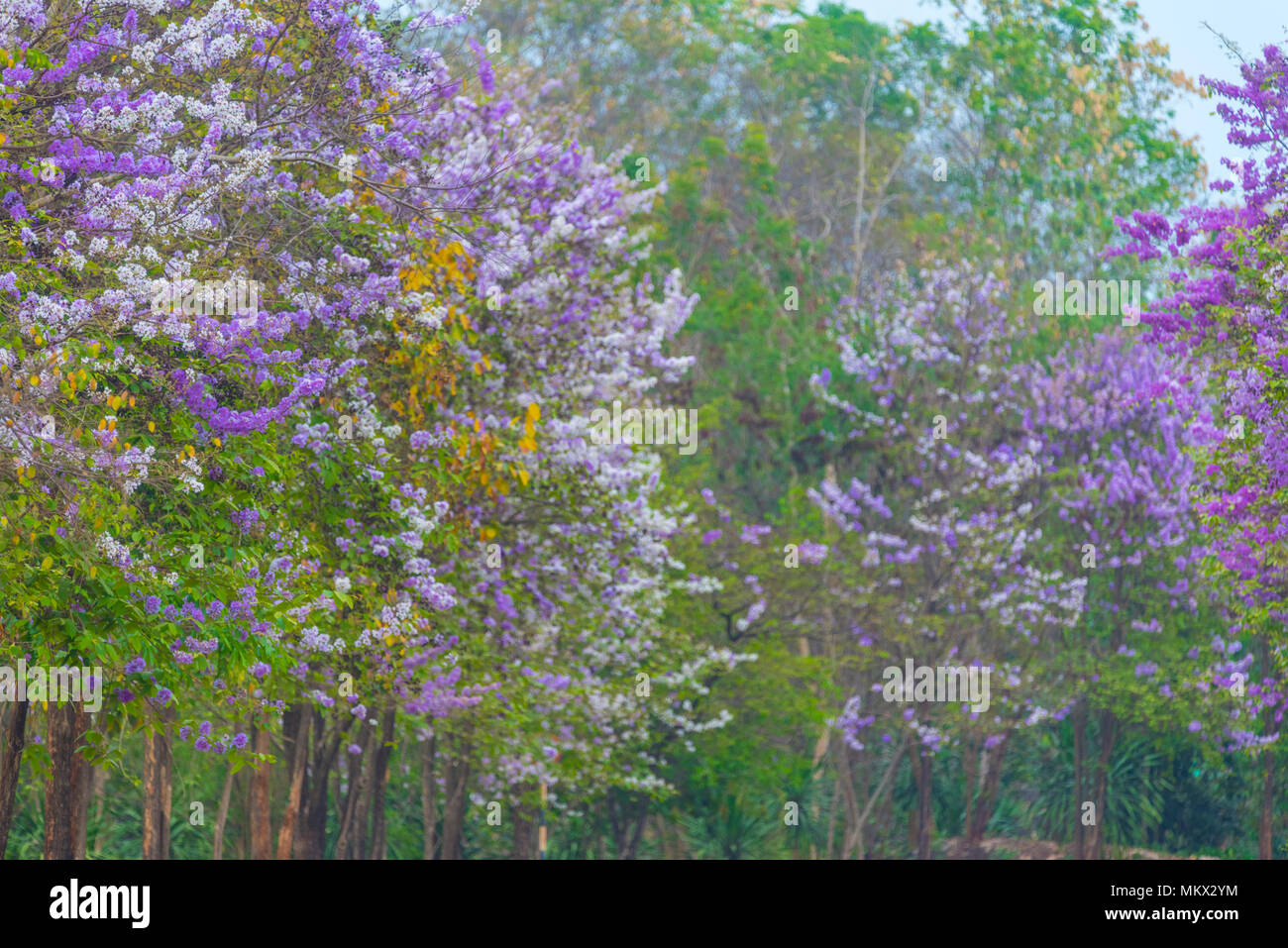 colorful flower on tropical tree in Thailand, natural scene in Asia ...