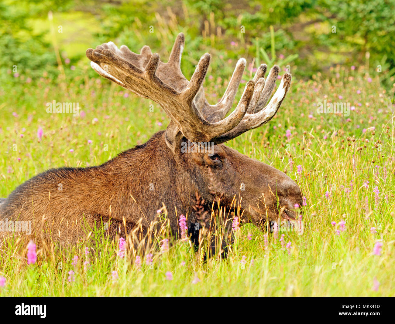 Moose canada hi-res stock photography and images - Alamy