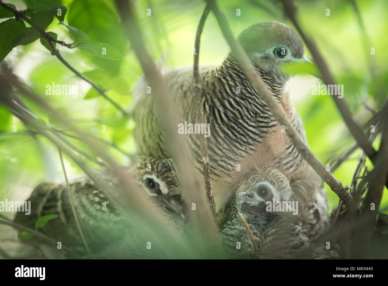 Mother and Baby Zebra Dove (Barred ground Dove, Javanese striated ...