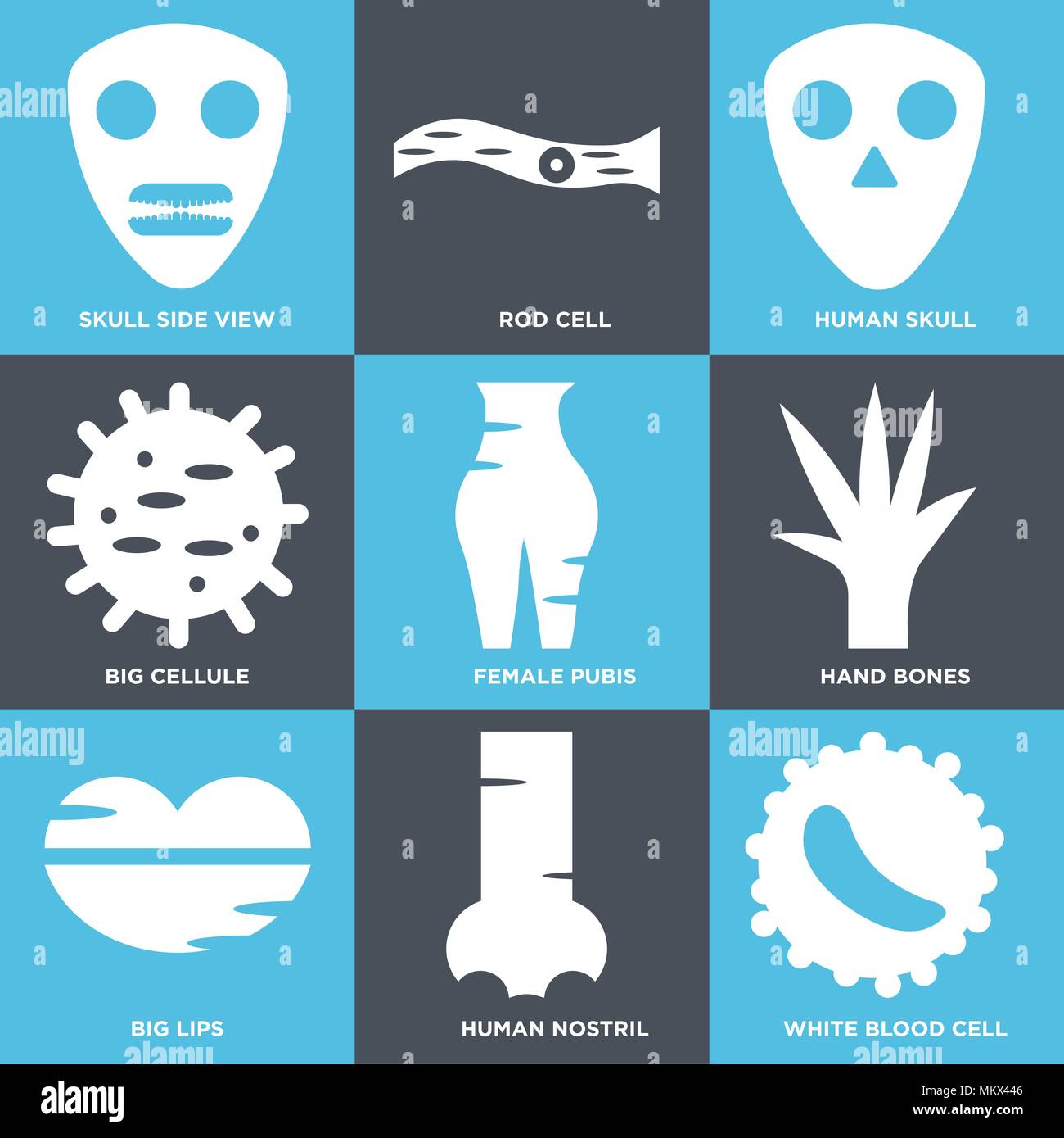 Set Of 9 simple editable icons such as White blood cell, Human Nostril ...