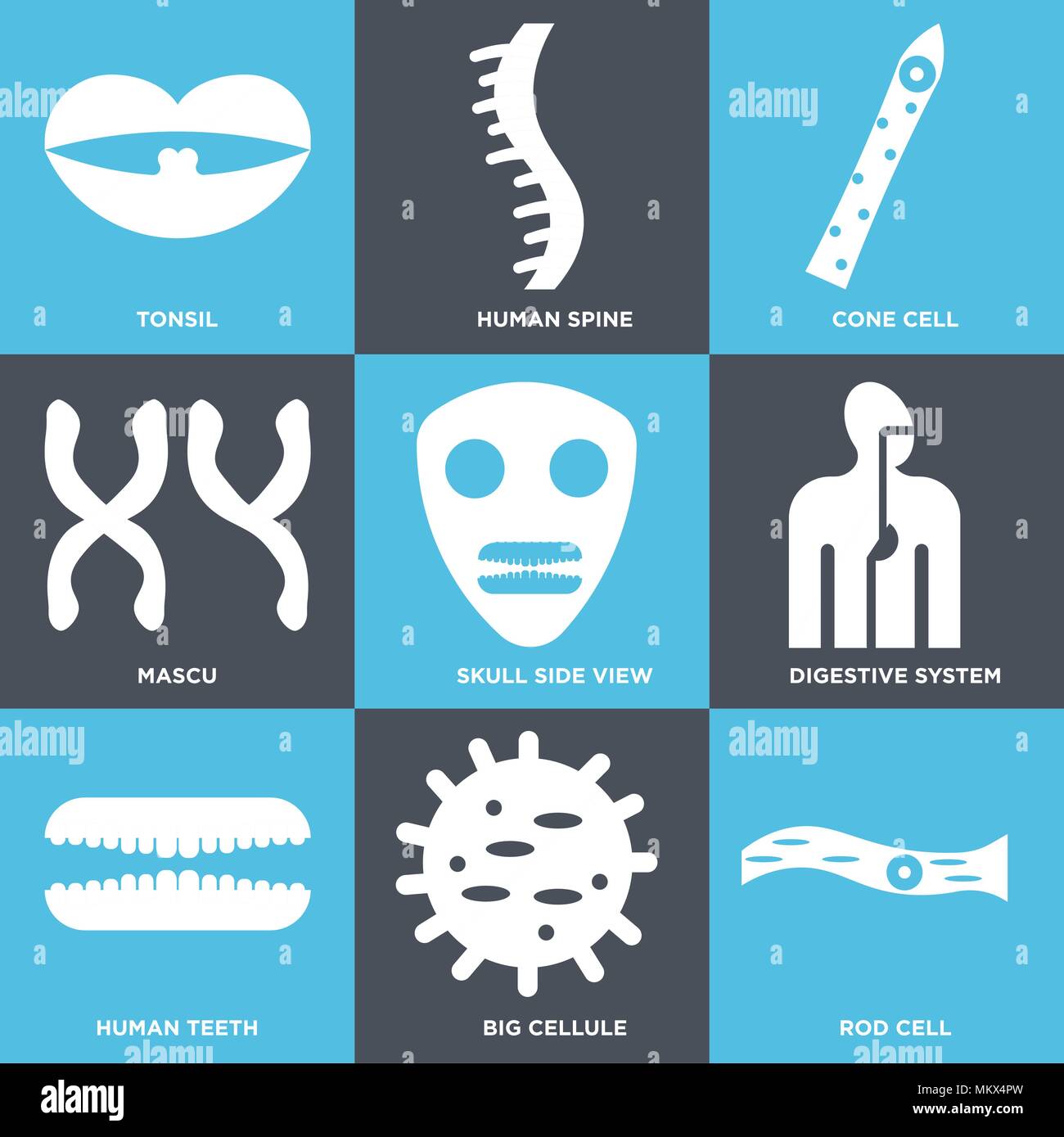 Set Of 9 simple editable icons such as Rod Cell, Big Cellule, Human ...