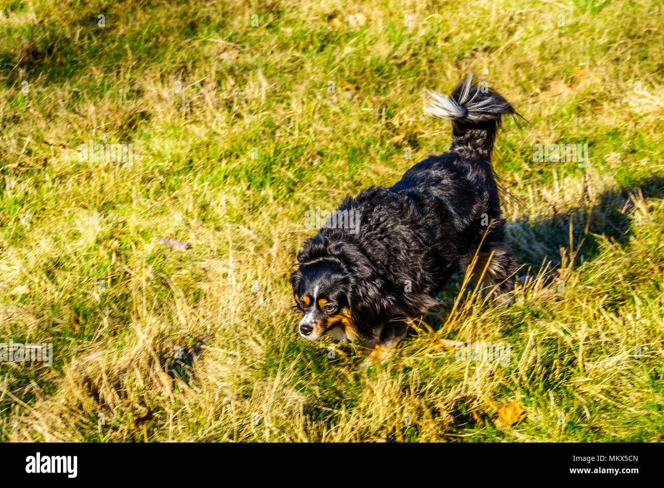 A dog roaming around on a sunny Sunday afternoon in Campbell Valley ...
